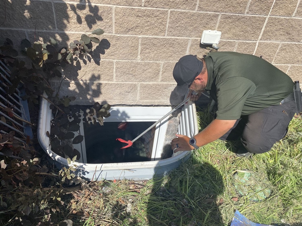 Animal Control provides tips for properties with window wells – City of ...